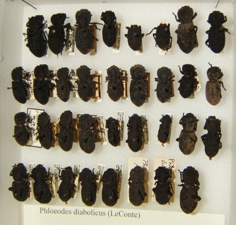 Meet Diabolical Ironclad Beetle, The Hardest Beetle On Earth