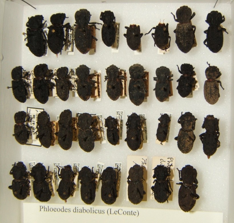 Meet Diabolical Ironclad Beetle, The Hardest Beetle On Earth