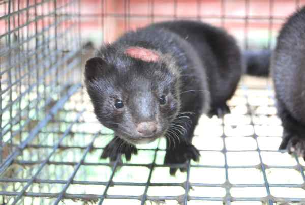 These Animals Are Vulnerable To COVID-19 Too, Experts Found