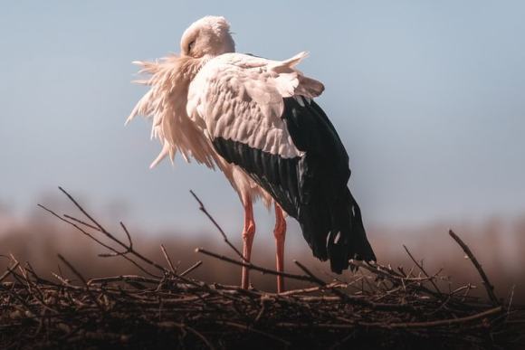Let's Talk About Storks This Time And See Why They Are So Unique