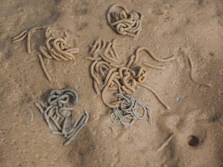 Russian Scientists Revived Frozen Ancient Worms. Is It Great Or Risky?