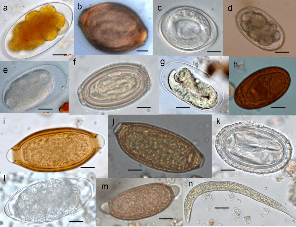 Parasitic microorganisms (Wikimedia Commons) - Earth Buddies