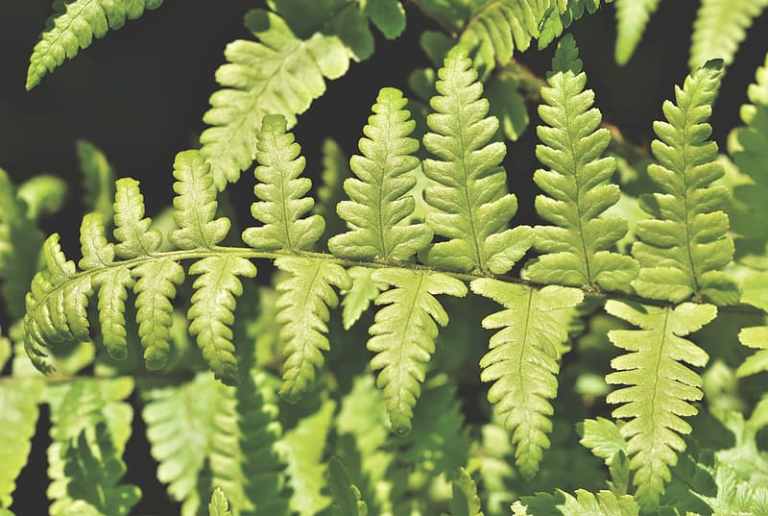 Don't You Know Ferns Can Combat Air Pollution Very Well?