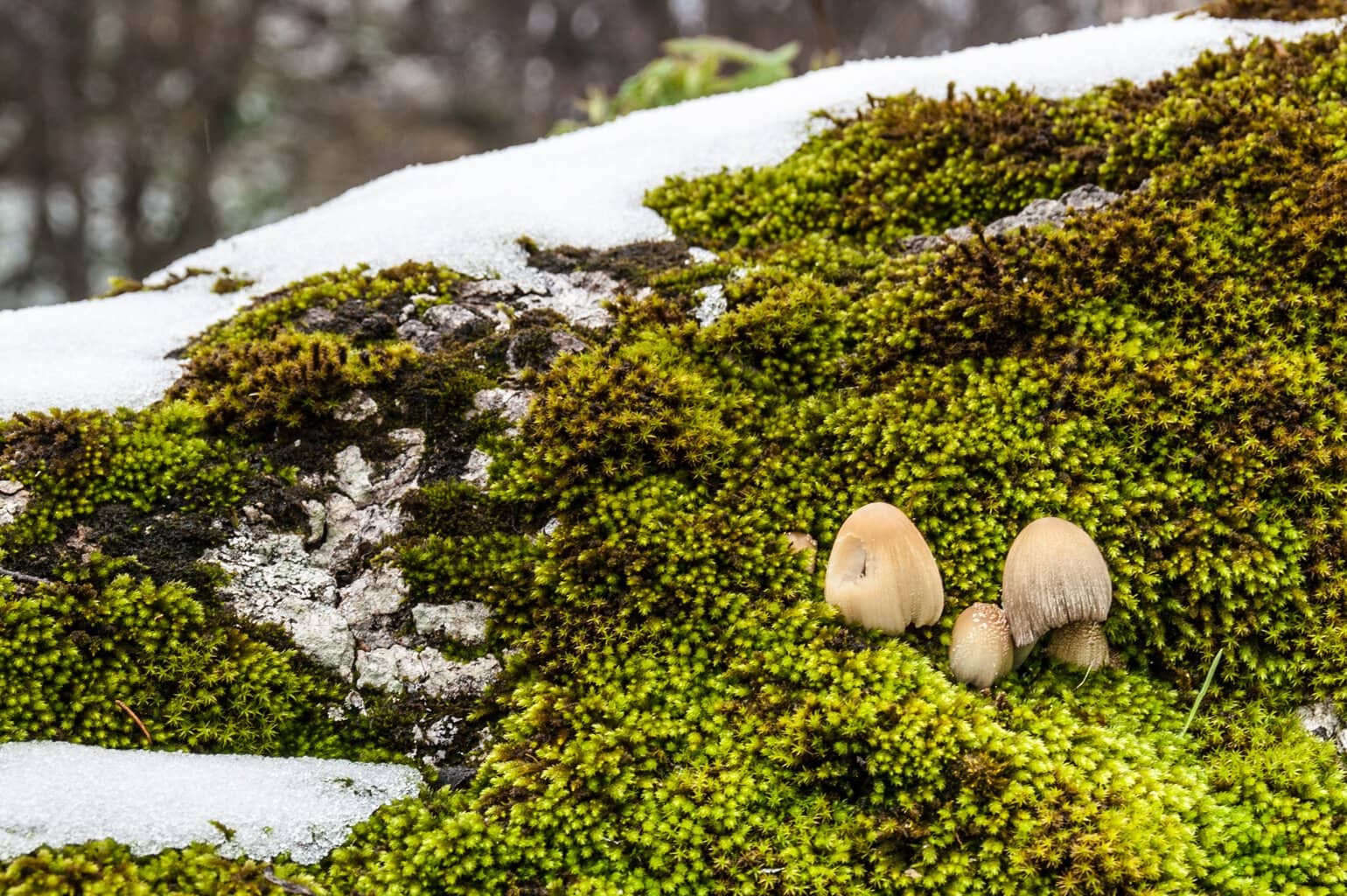 How Can Pioneer Species Change Entire Ecosystem By Itself?