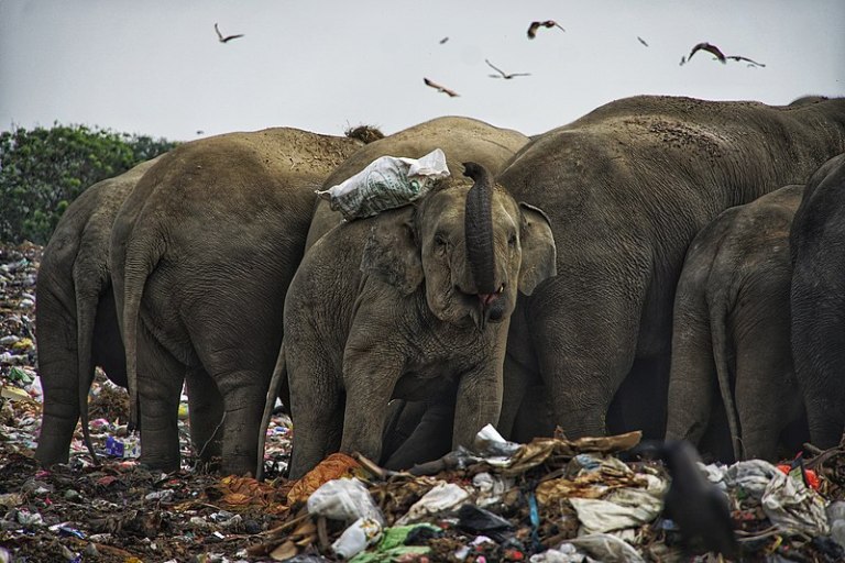 Look How These Elephants Feed On Plastic In Landfill
