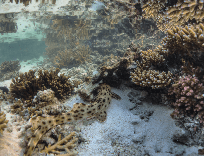 Epaulette shark on Heron Island. Photo by Alexander Fordyce Wikimedia ...