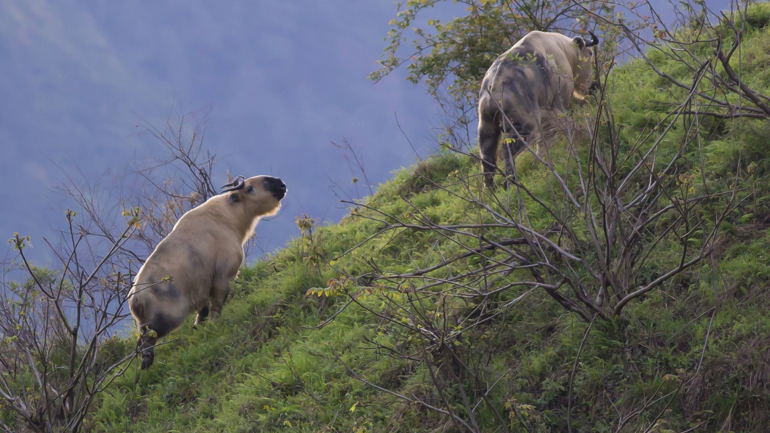 Meet Takin, The Most Badass Animal From The Height Of Himalaya