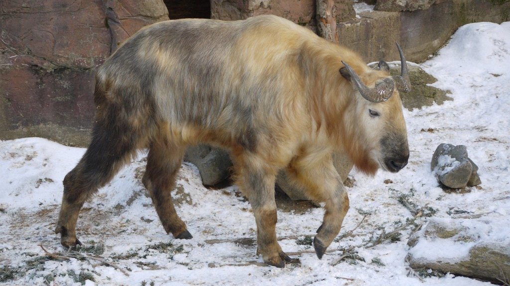 sichuan-takin- (wikimedia commons) - Earth Buddies