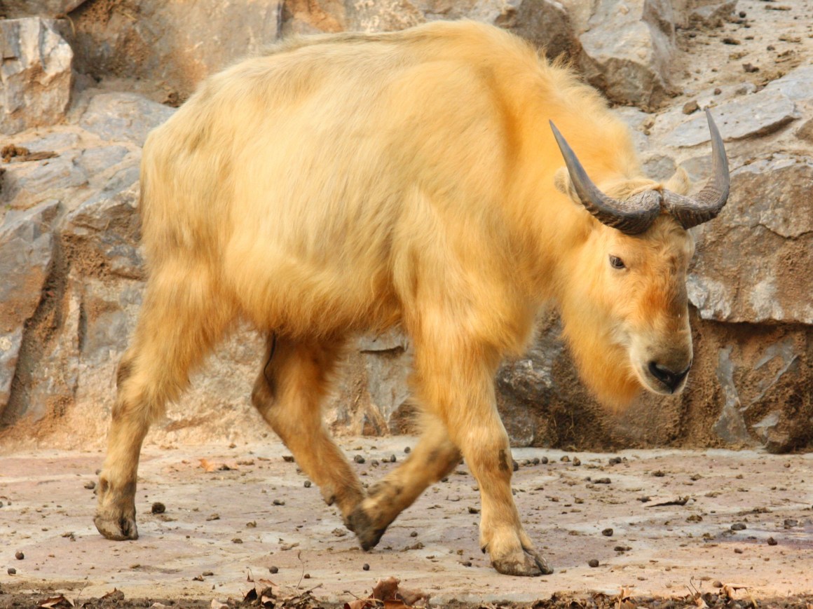 Meet Takin, The Most Badass Animal From The Height Of Himalaya