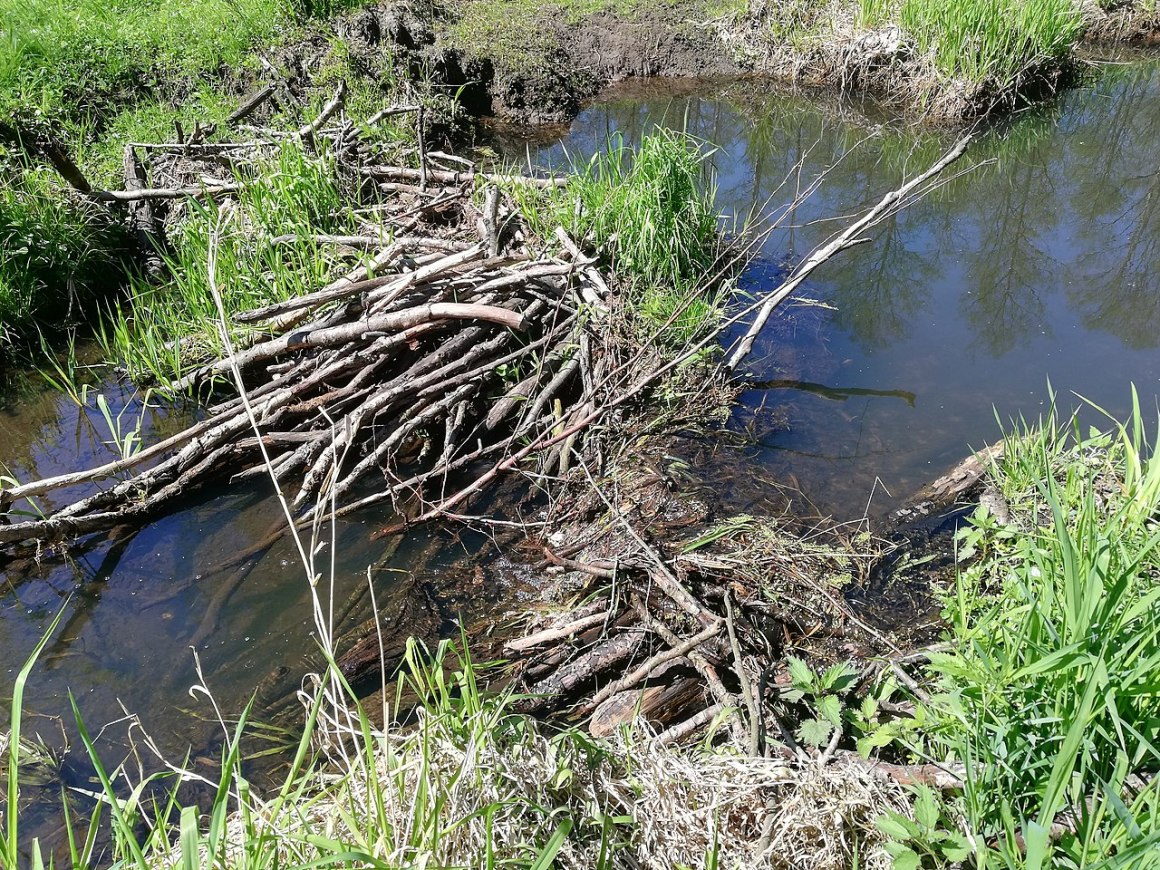 Beaver dam. Photo by PanBe Wikimedia Commons - Earth Buddies