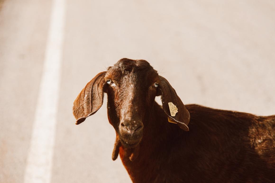 Fascinating Animal Mating Facts You Probably Didn't Know