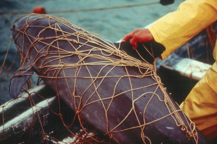 Bycatch Vaquita by NOAA Fisheries West Coast - Earth Buddies