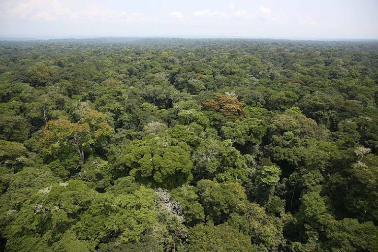 The Congo: Second Biggest Rainforest Made Its Comeback