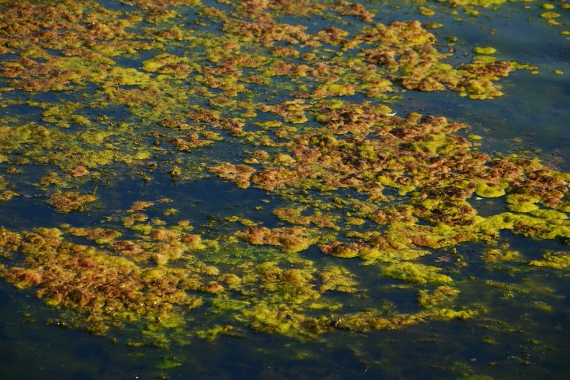 How Water Contamination Can Adversely Effect the Environment and the ...