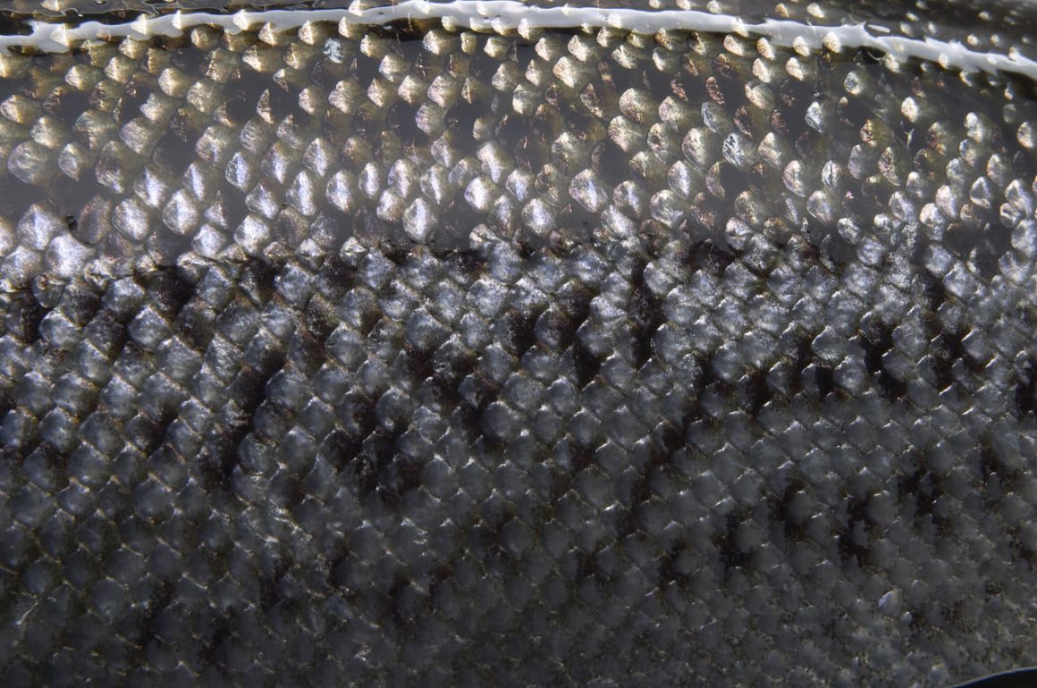 Don't Underestimate Fish; You can Get Leather and Bioplastic from Their ...