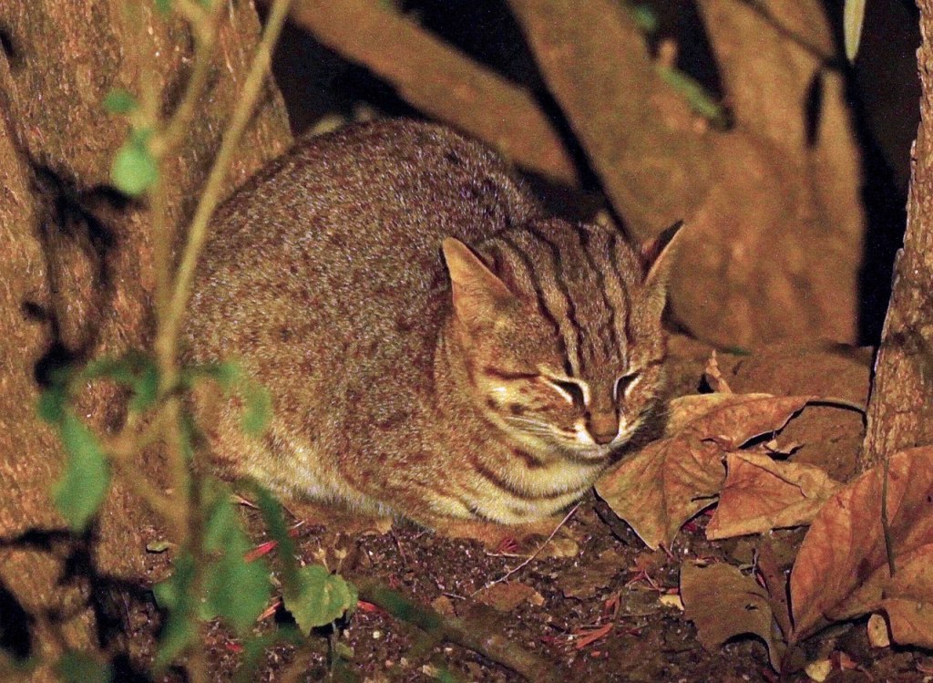 Smaller but Rare Species of Wildcats don't get Protected as Much ...