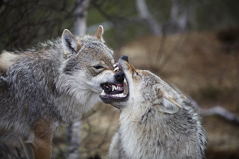 Norwegian wolves (WIkimedia COmmons) - Earth Buddies