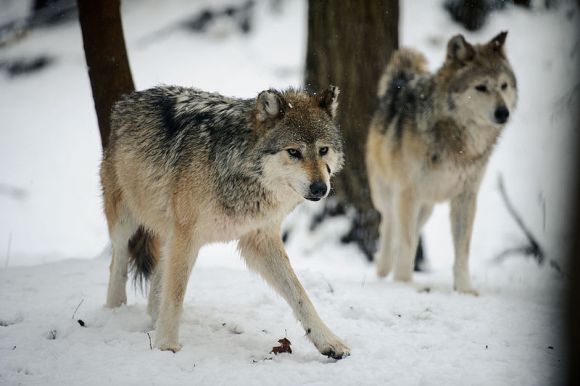 Norwegian Wolf Is Extinct? Something You Need to Learn