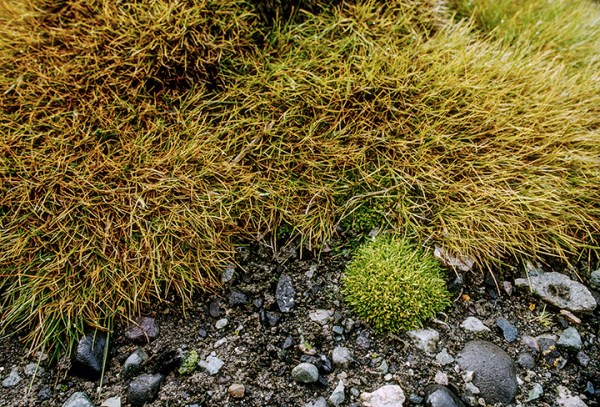 Antarctic Midge, The Insect That Lives in Antarctica