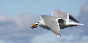 The Secret Life of Seagulls, and Why They Are Important