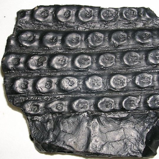 10 Historic Plants That Have Gone Extinct