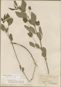 10 Historic Plants That Have Gone Extinct