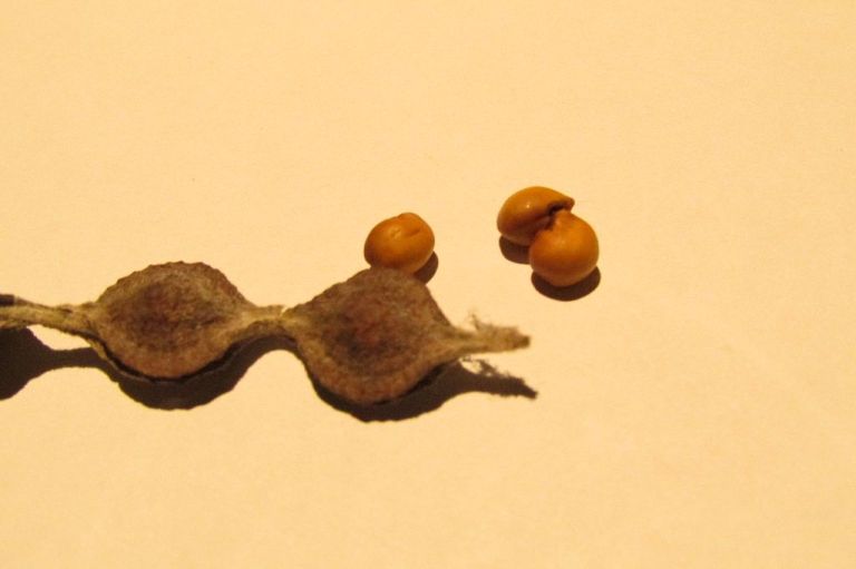 10 Historic Plants That Have Gone Extinct