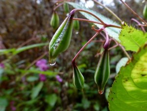Japanese Knotweed pods (Geograph Ireland) - Earth Buddies