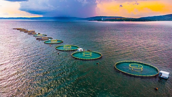 Offshore Fish Farm: A Breakthrough or Just Another Gold Rush?