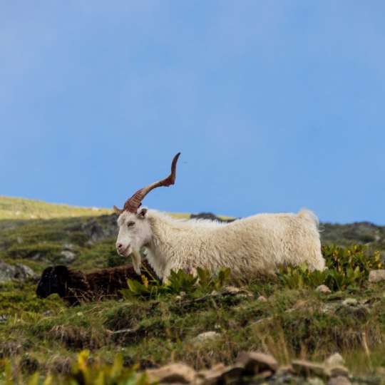 The Stray Dogs In Chernobyl And How Do They Do