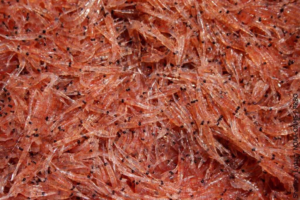 What Is Krill? Why Do Whales Love to Eat Them?