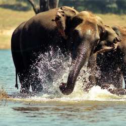 Elephant, Salt Lick, and Congo Basin