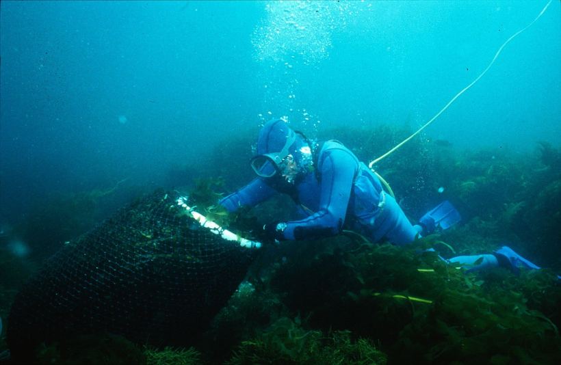 Invasive Seaweed Harm the Hawaiian Seawaters, but New Research Could ...