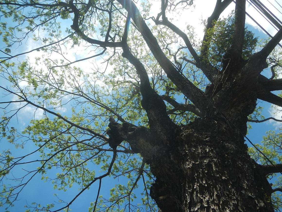 The Many Benefits of Protecting Very Old Trees (and How to Do It if You ...