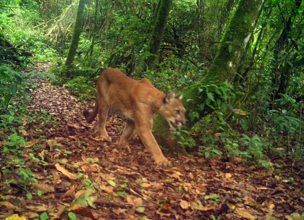 Puma_en_Bosque_de_Niebla,_Sierra_de_Manantlan - Earth Buddies