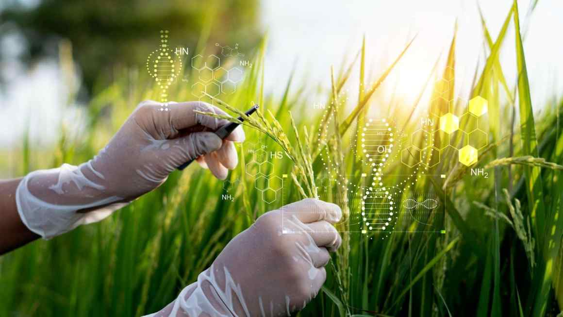 Types of Cash Crops Which Are Genetically Modified (GMOs)