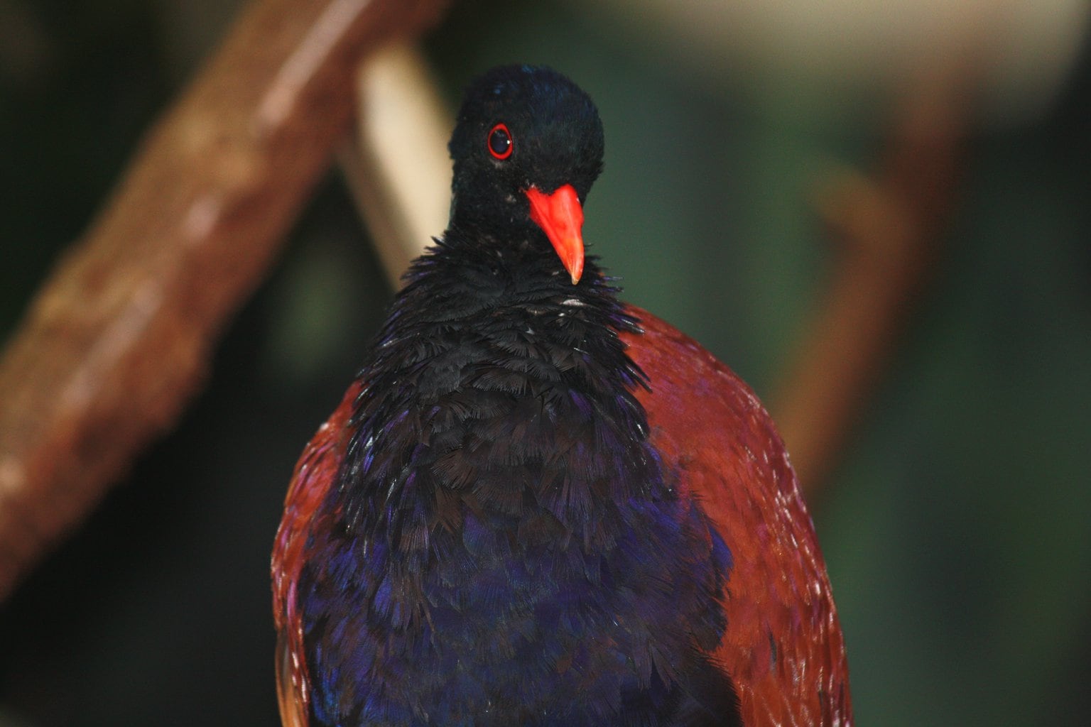 Rediscovery of Black-Naped Pheasant Pigeon Brings Us Hopes
