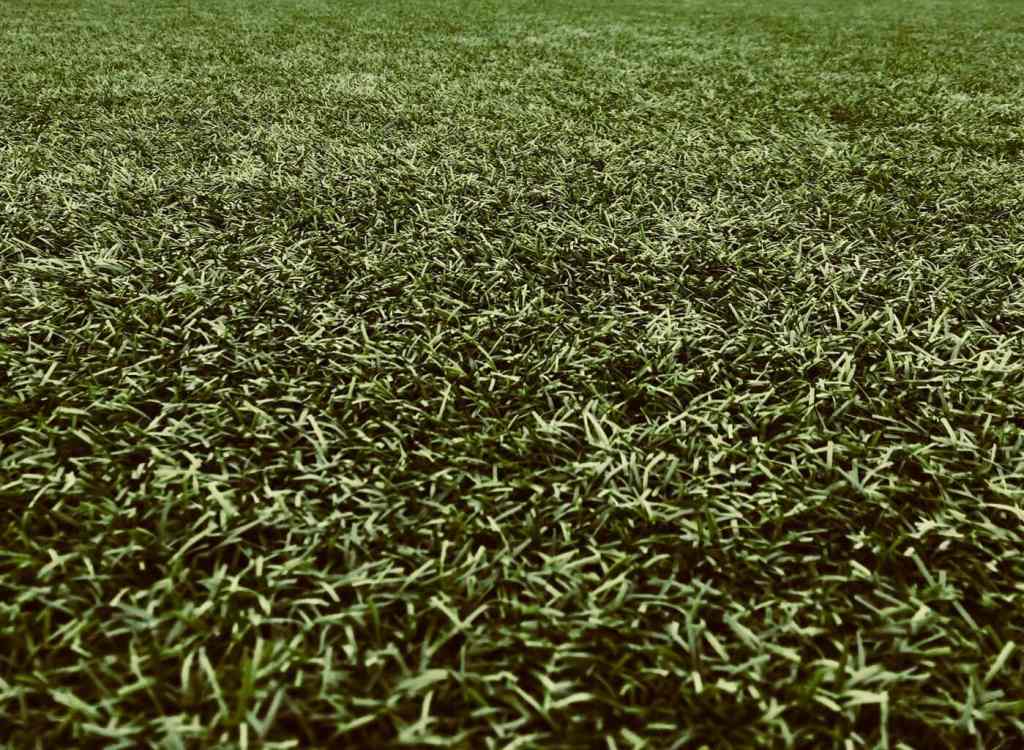 5 Factors That Make Artificial Grass an Excellent Eco-Friendly Product