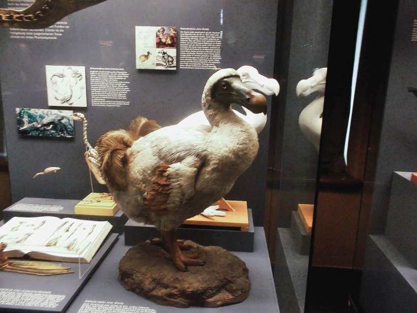 Bringing Back Dodo? This Company Wants to Bring the Extinct Bird Back ...