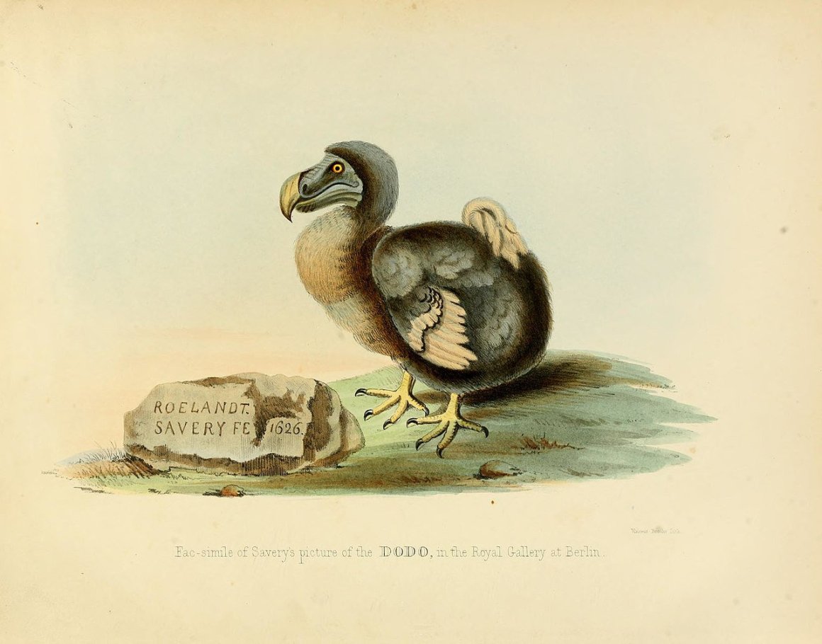 Bringing Back Dodo? This Company Wants to Bring the Extinct Bird Back ...