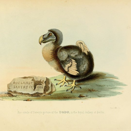 8 Birds Went Extinct In This Last 10 Years, Including A Movie Star