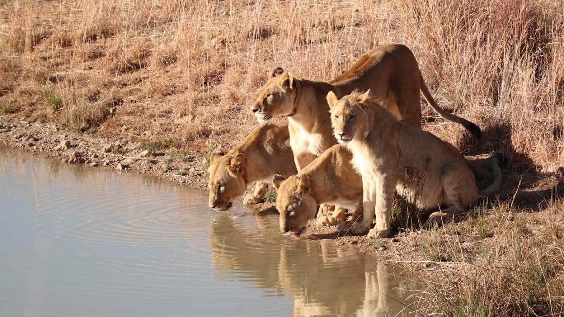 Lions Hunting for Fur Seals? Namibia's Coastal Lions are Making a Return