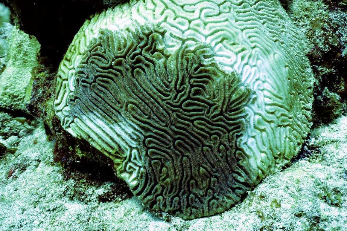 Scientists Use Probiotics to Help Corals Fight a Dangerous Disease