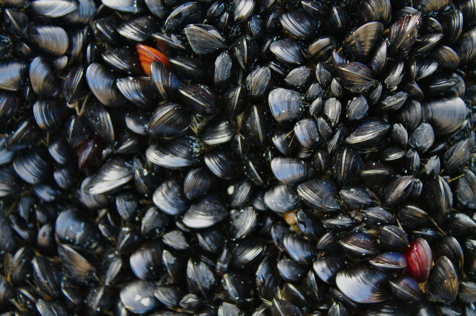 Here Is Why Mussels Are Important To Marine Ecosystem