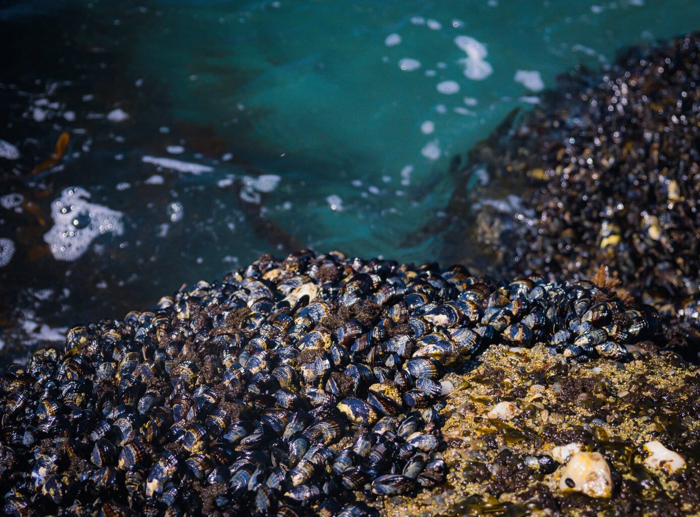 Here Is Why Mussels Are Important To Marine Ecosystem