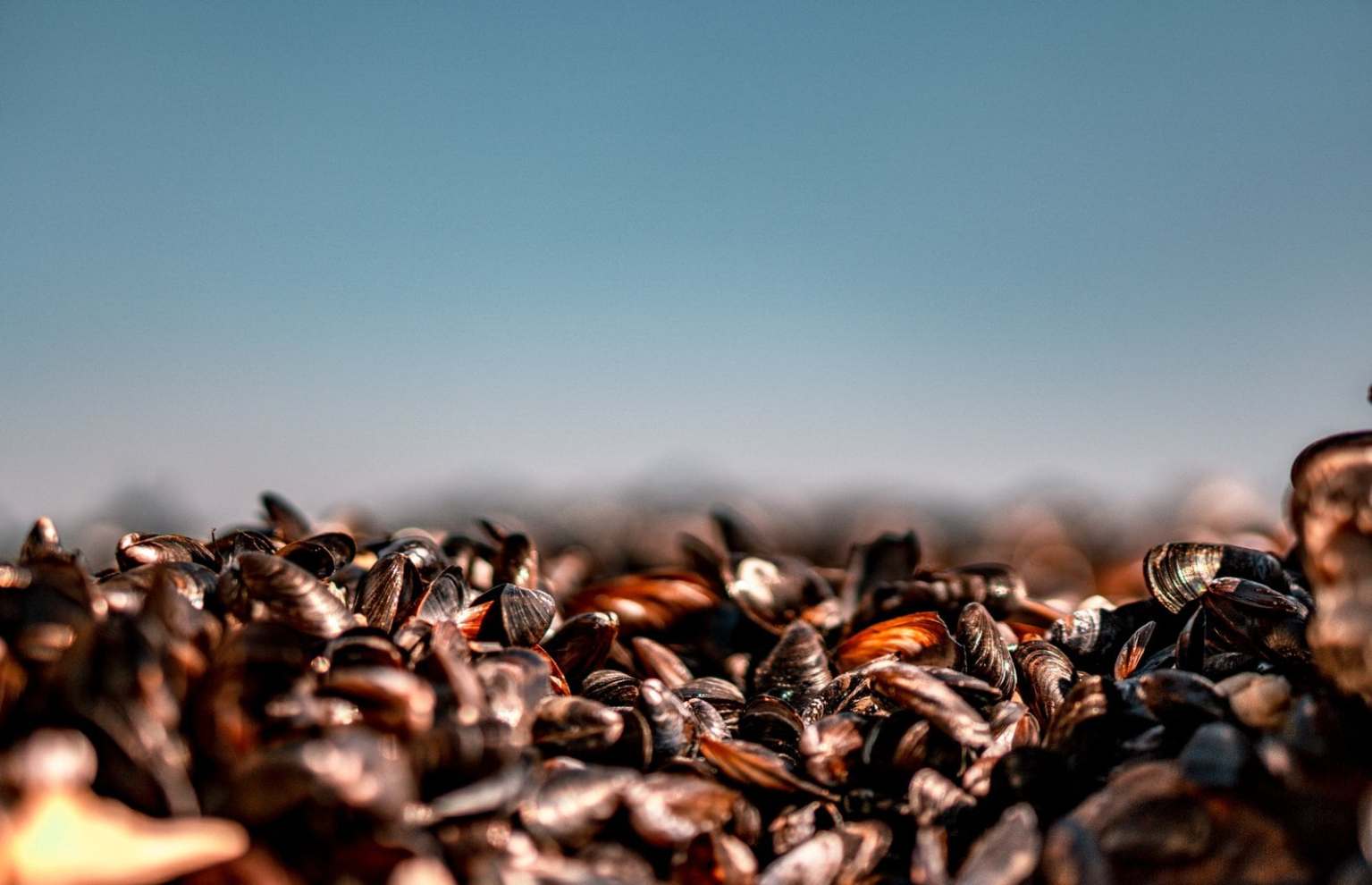 Here Is Why Mussels Are Important To Marine Ecosystem