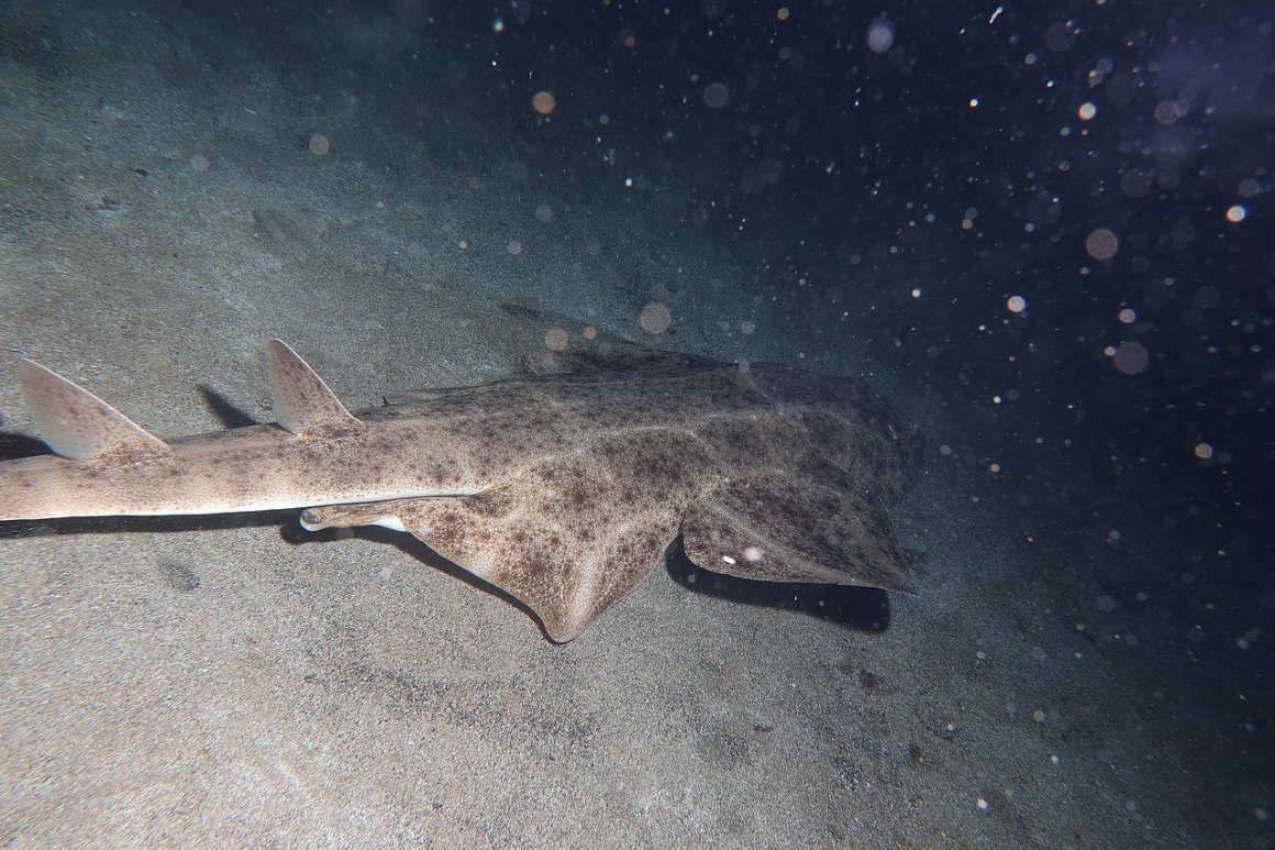 In this Engineered Beach, We Can Coexist With Endangered Sharks