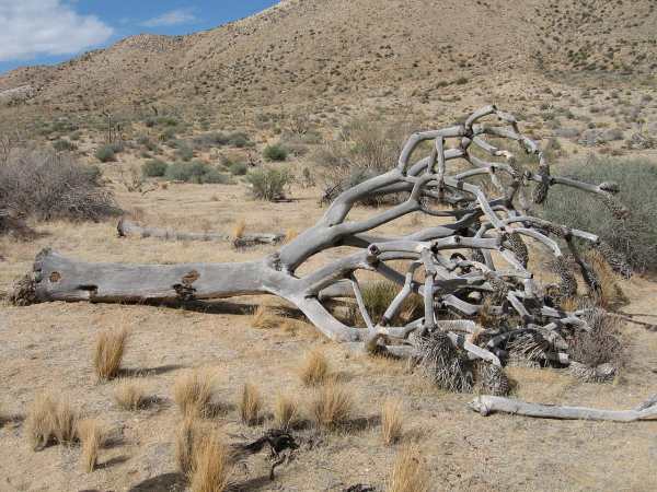 Mojave's Famous Joshua Trees Under a New Threat: Desert Wildfire