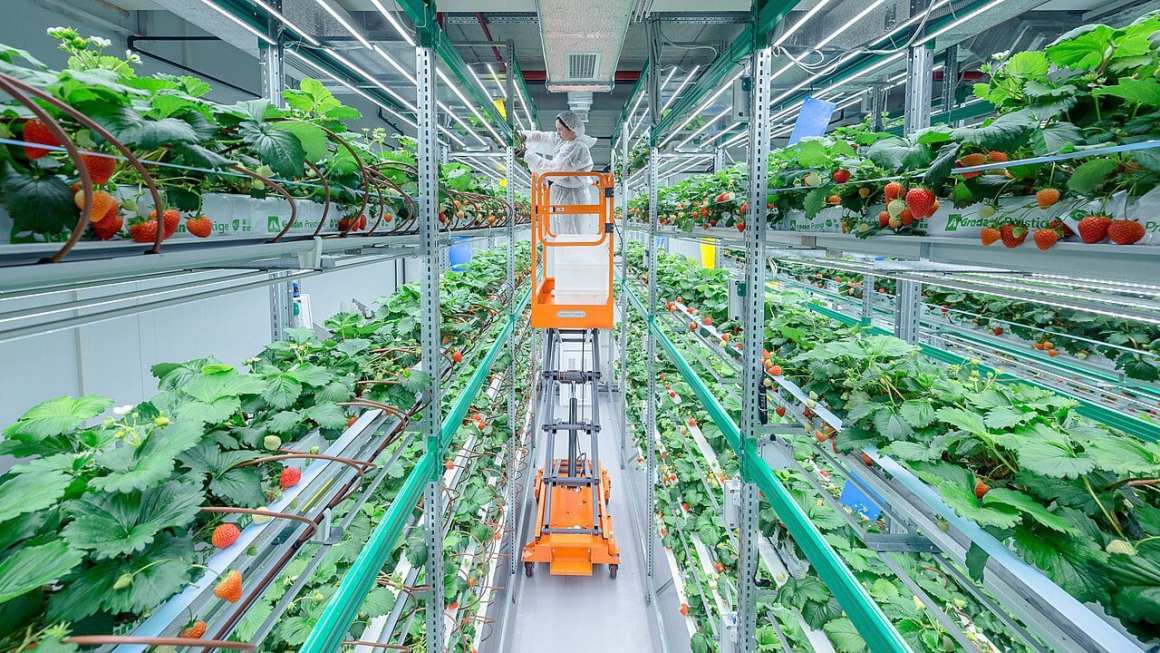 Utilizing Empty Office Buildings: Cities Planning to Use Them for Vertical Farms