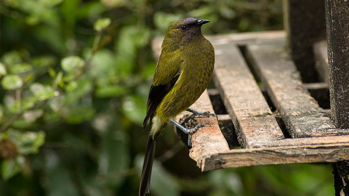New Zealand bellbird korimako - Earth Buddies